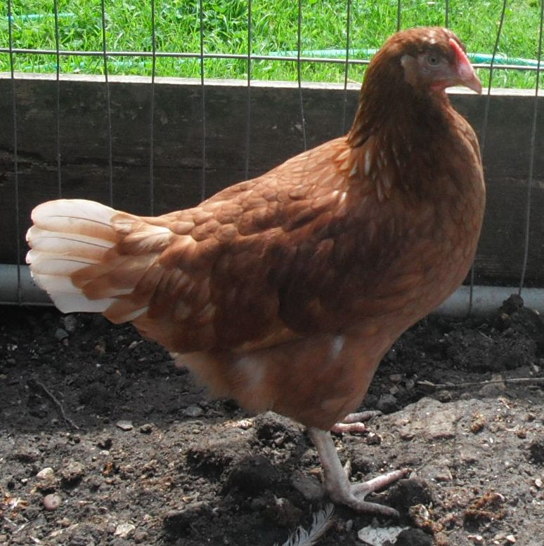 Hybrid Chickens … – Charlotte's Chickens