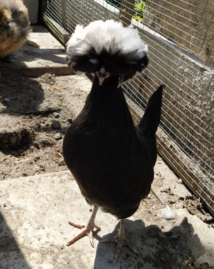 Silkies and Polish – Charlotte's Chickens