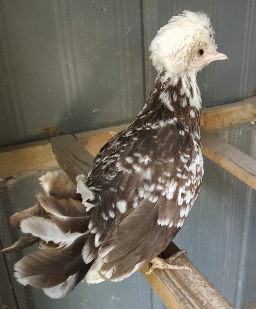 Silkies and Polish – Charlotte's Chickens