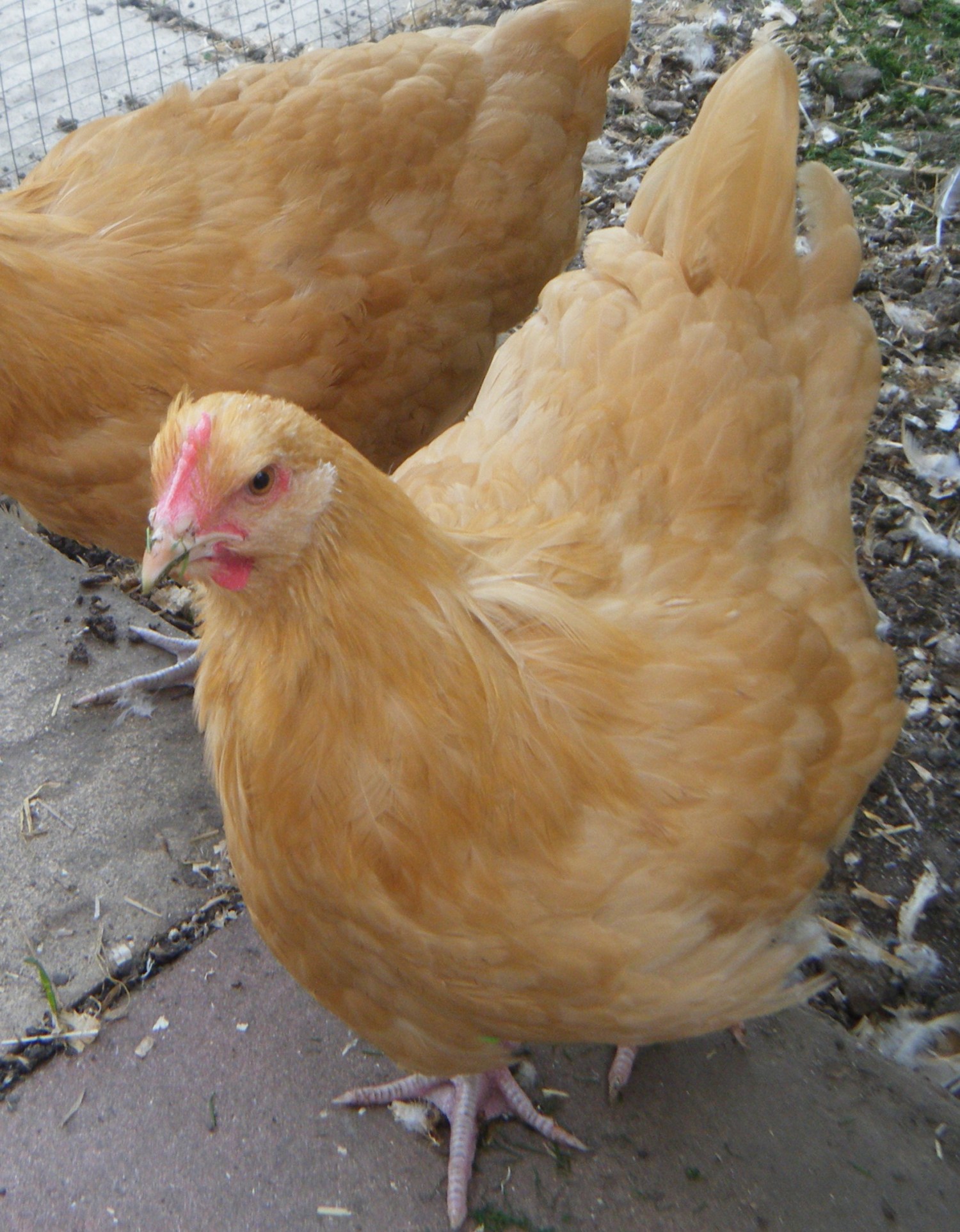 Large Pure Breeds … – Charlotte's Chickens