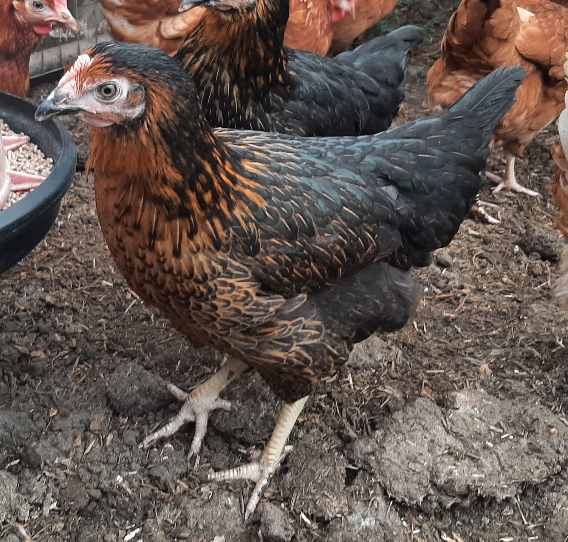 Hybrid Chickens … – Charlotte's Chickens