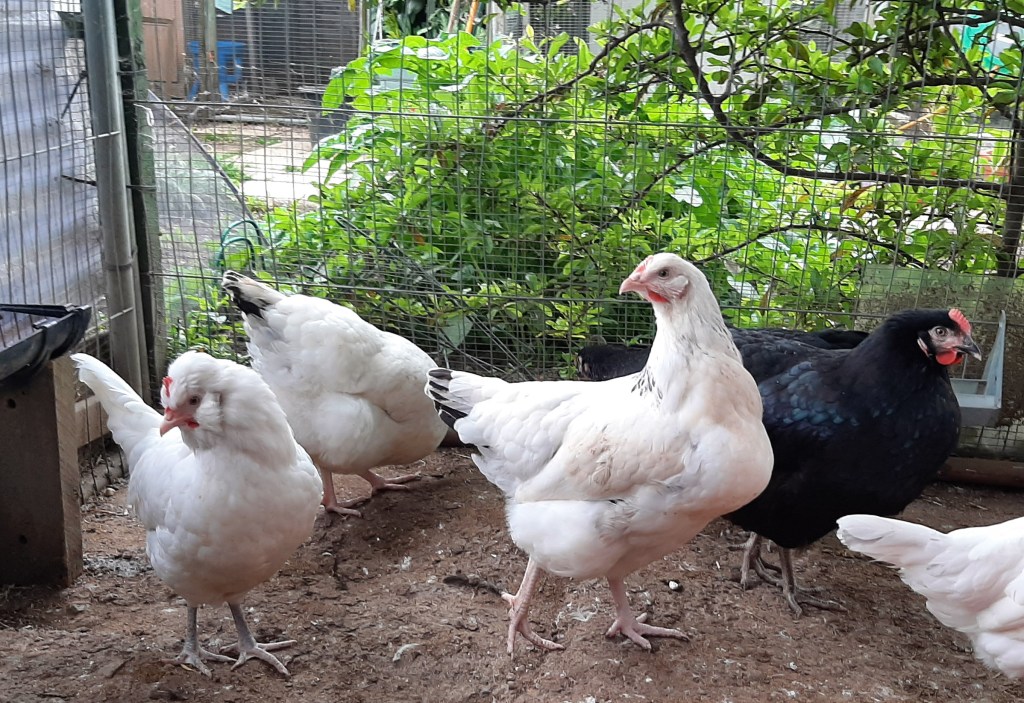 Chickens for Sale … – Charlotte's Chickens