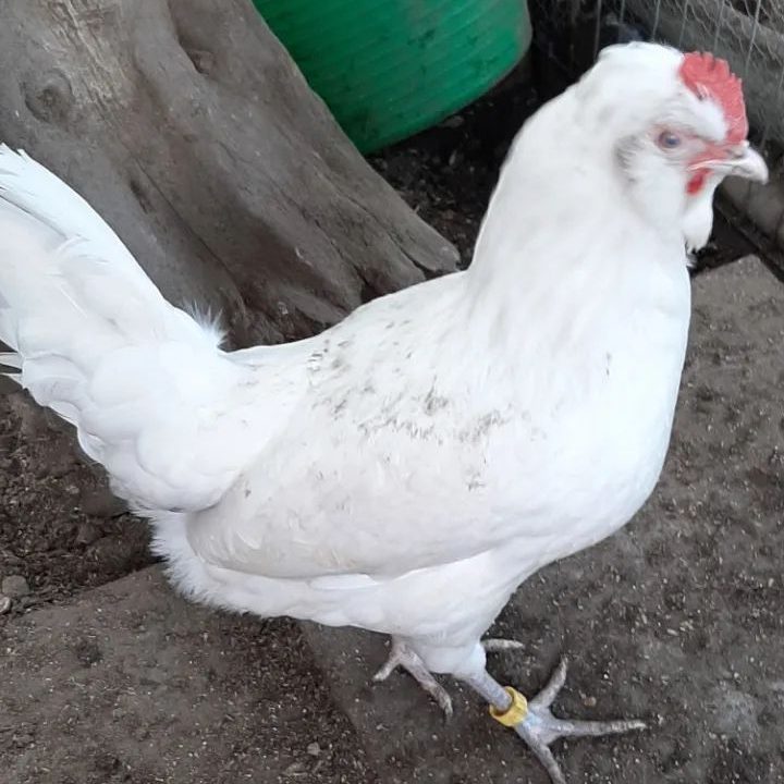Hybrid Chickens … – Charlotte's Chickens
