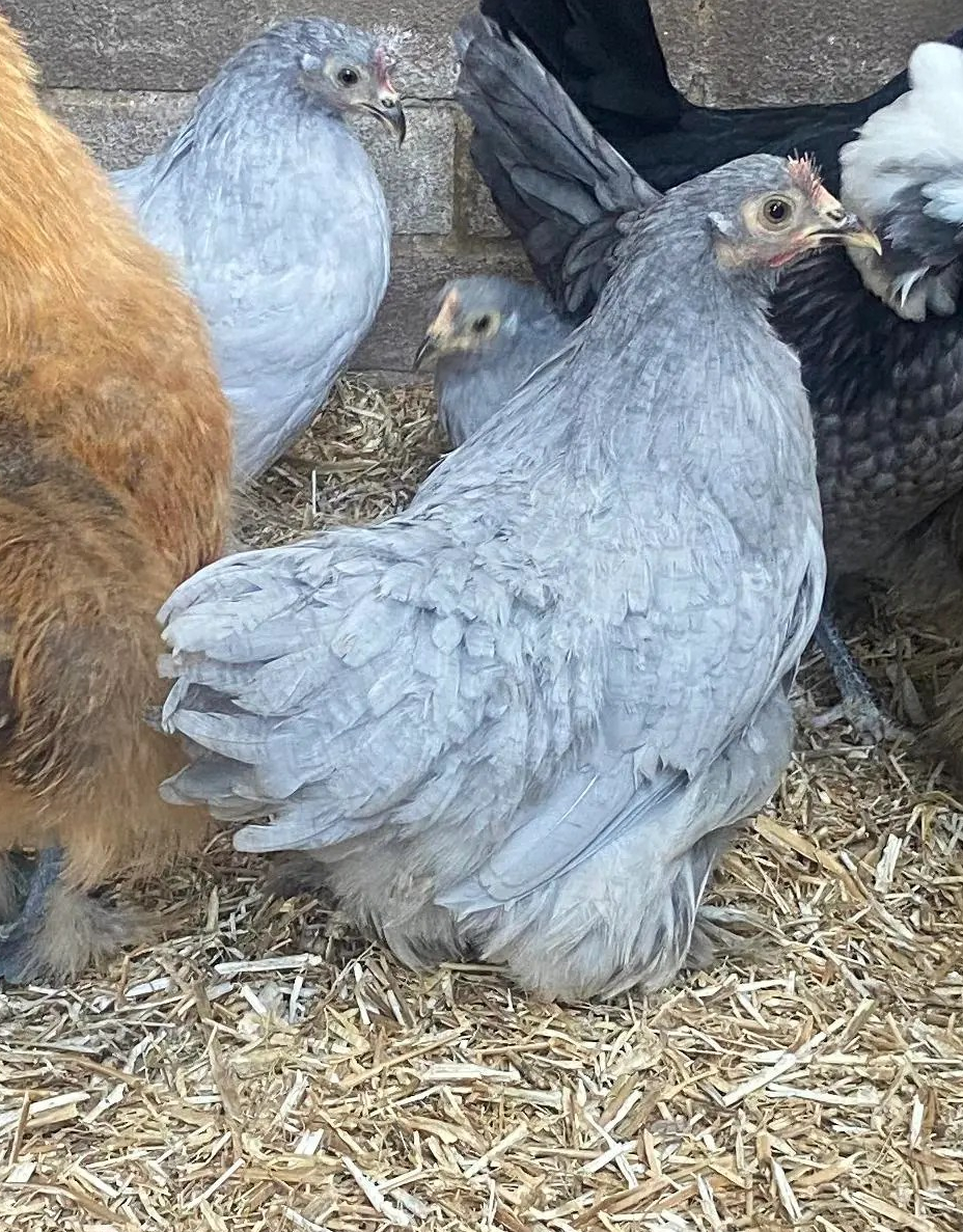 Small Pure Breeds – Charlotte's Chickens