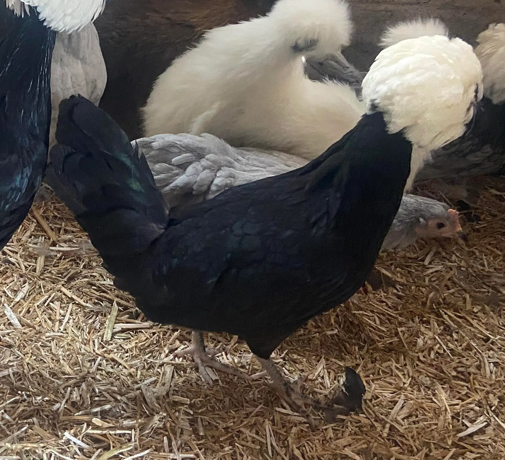 Small Pure Breeds – Charlotte's Chickens